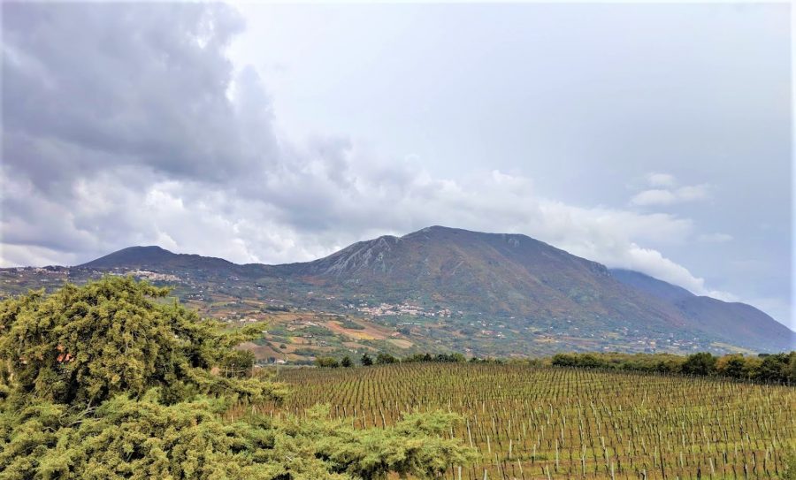 Ocone – The Marchetti Company